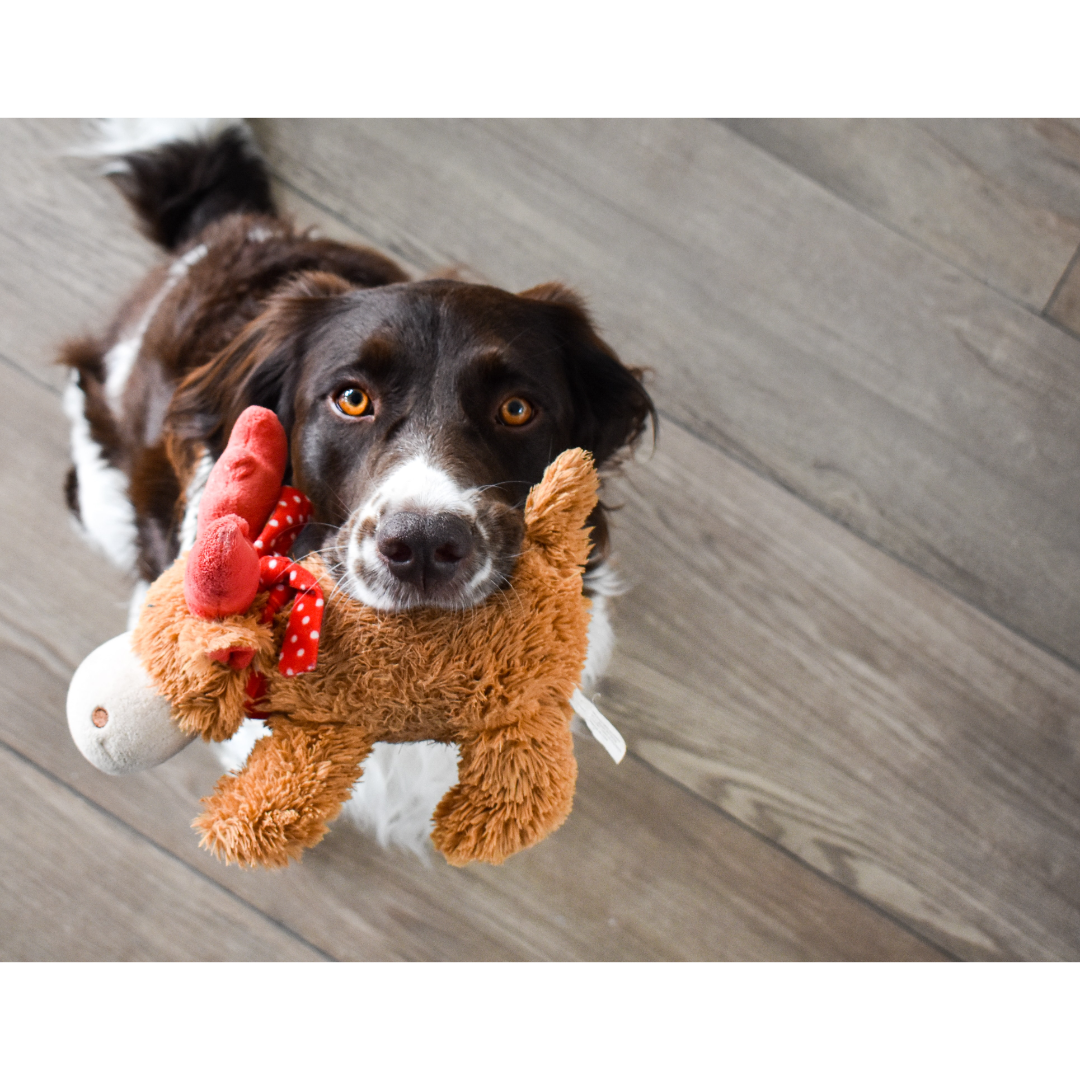 4 Easy DIY Holiday Pet Toys Brighton Animal Hospital 4 Easy DIY Holiday Pet Toys Brighton Animal Hospital